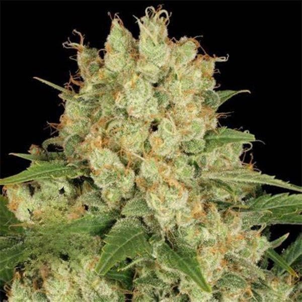 Auto Ice Cream Página 1 de 0 - Seeds King -Comprala aqui!
